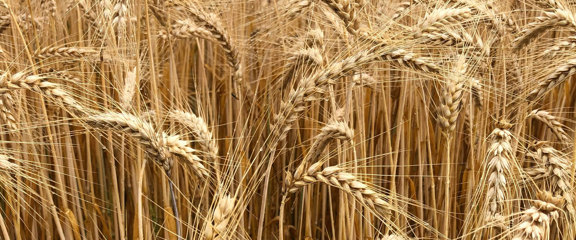 Grace for Pastors - GraceWorks International